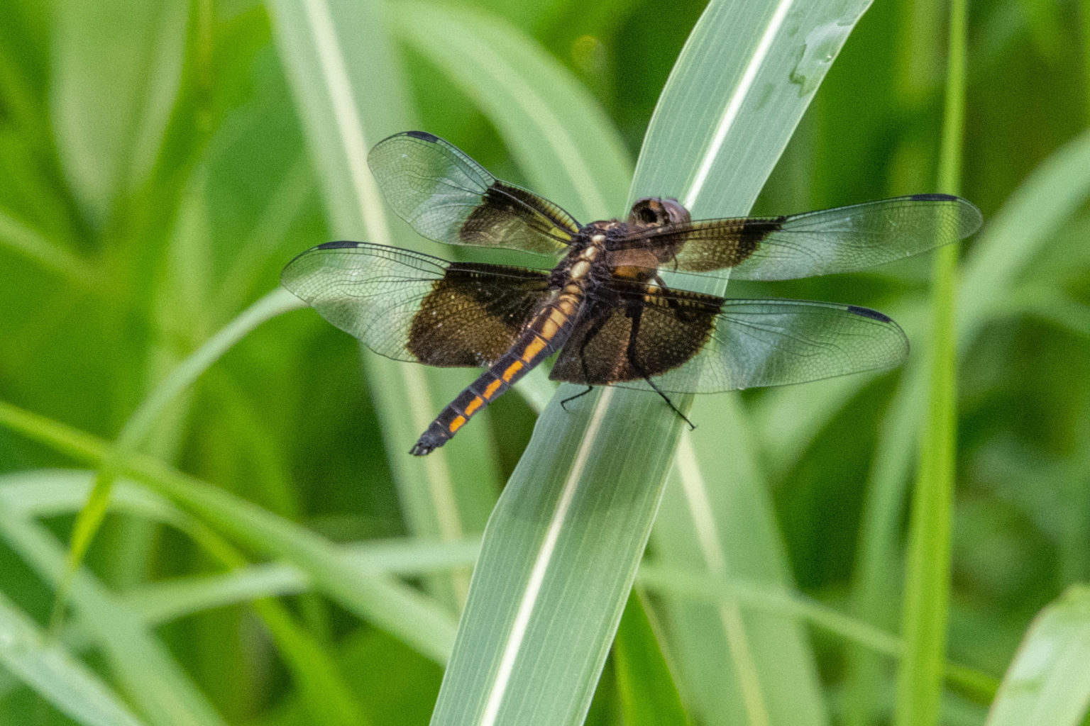 Eno River Association - Protect. Advocate. Learn.