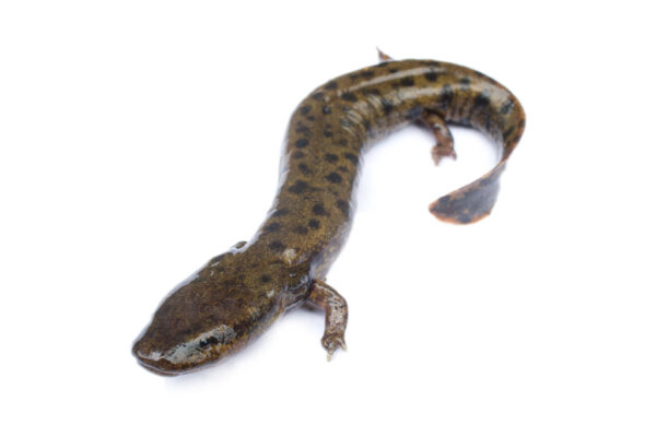 A Peek into Neuse River Waterdog Research in the Eno! - Eno River ...