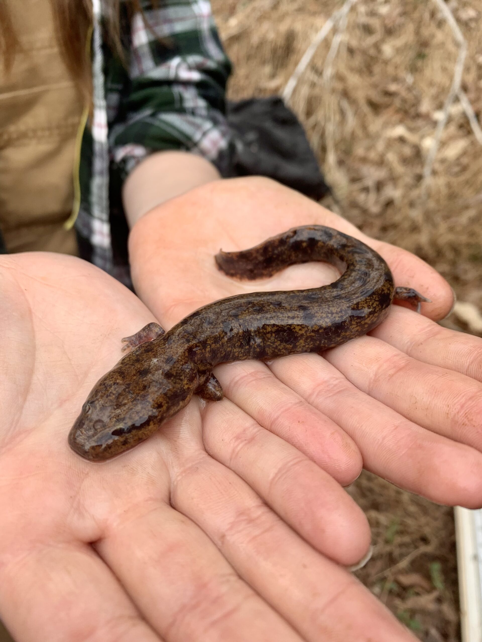 A Peek into Neuse River Waterdog Research in the Eno! - Eno River ...