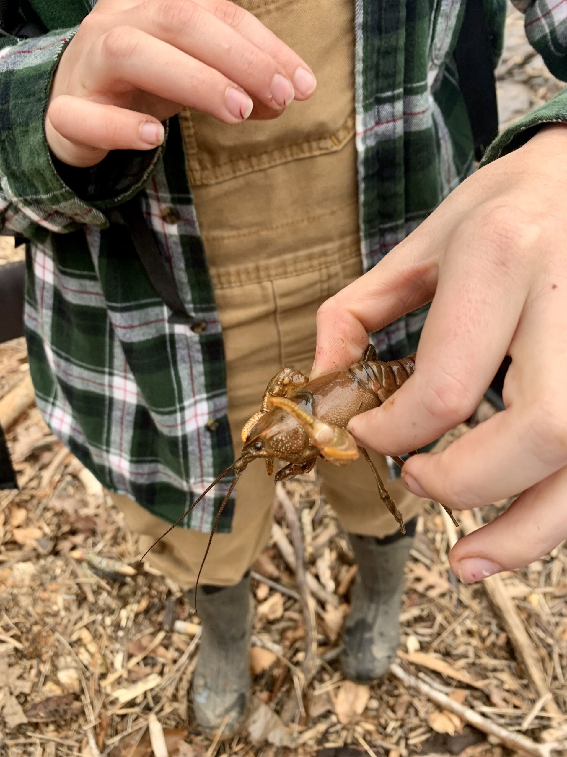 A Peek into Neuse River Waterdog Research in the Eno! - Eno River ...