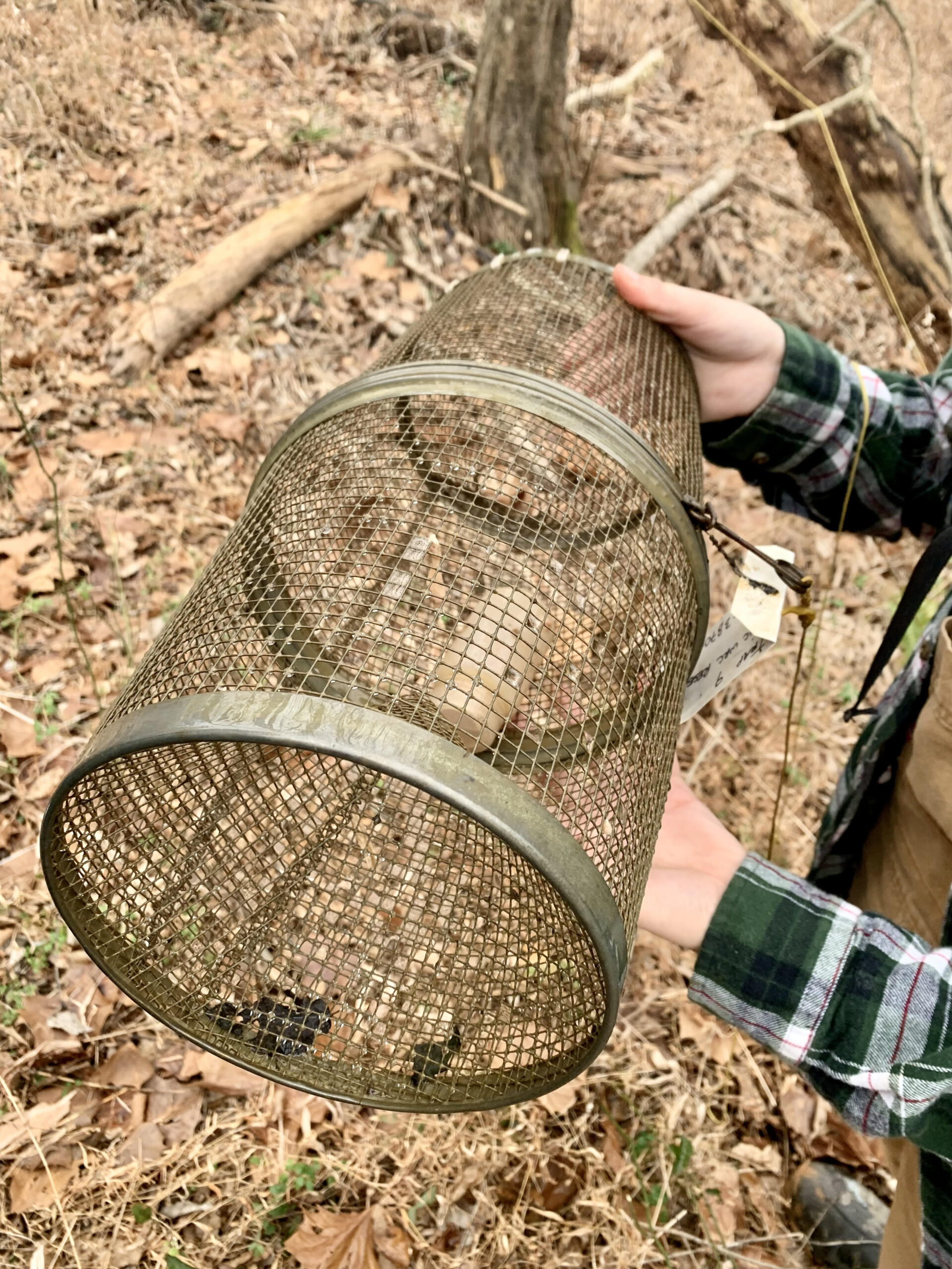 A Peek into Neuse River Waterdog Research in the Eno! - Eno River ...